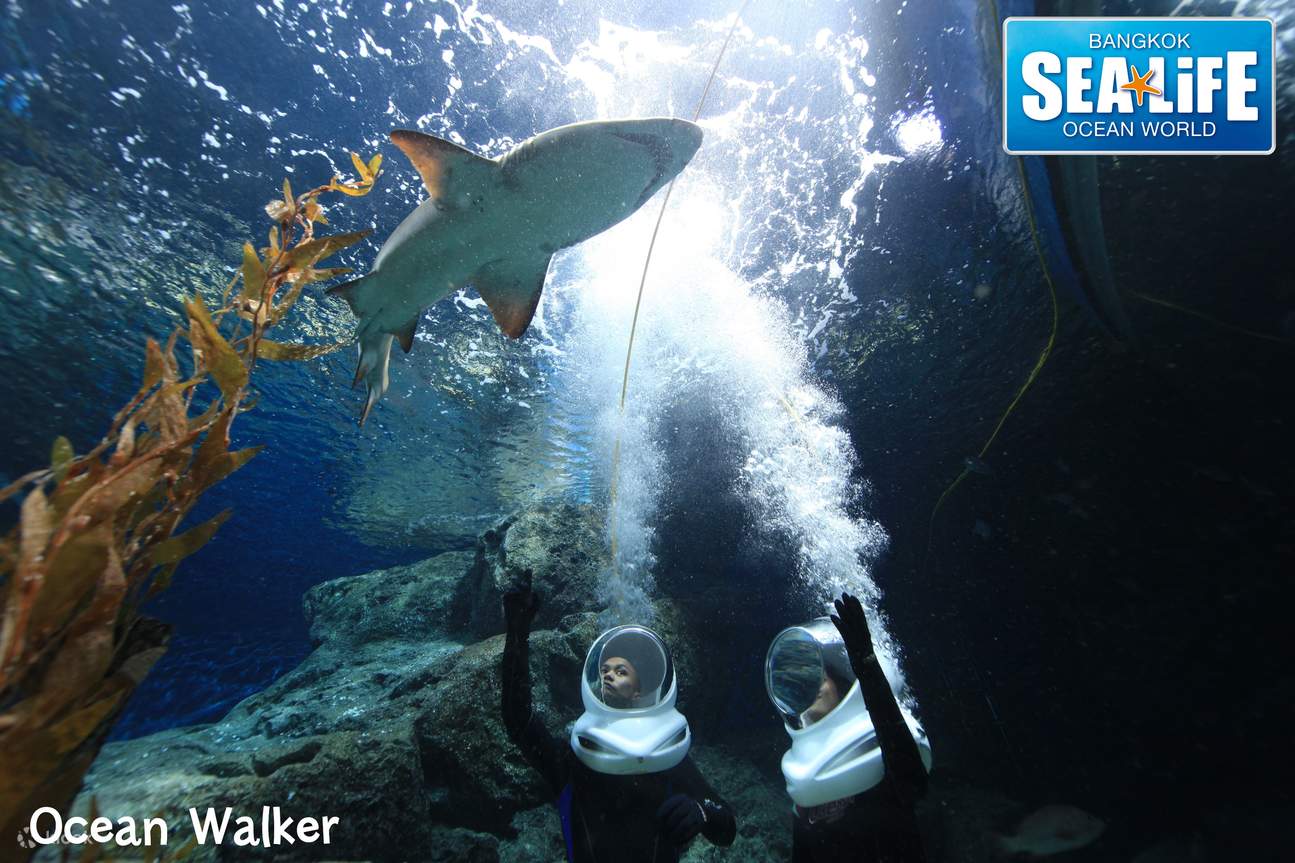 Vé SEA LIFE Bangkok Ocean World (Siam Ocean World) - Klook Việt Nam